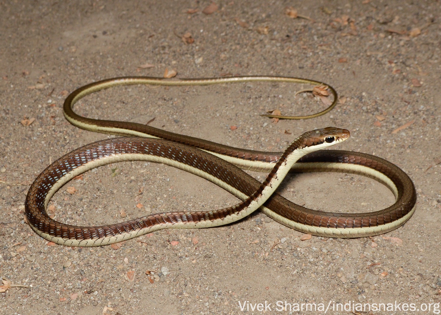 Non Venomous Snakes – Sarrp India