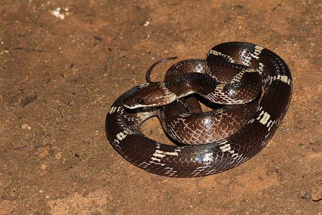 Non Venomous Snakes – Sarrp India