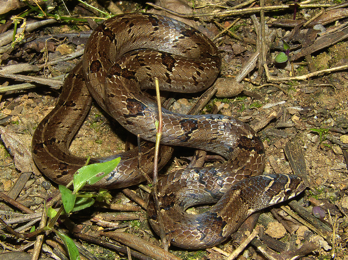 Non Venomous Snakes – Sarrp India