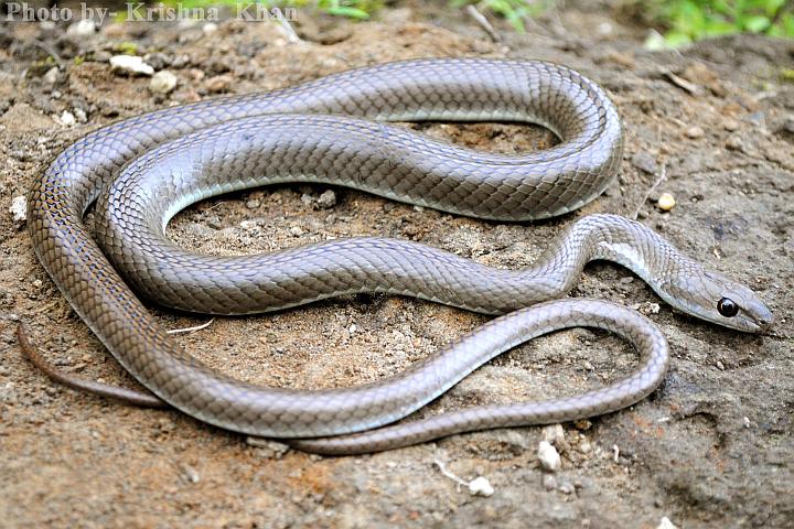 Mildly Venomous Snakes – Sarrp India